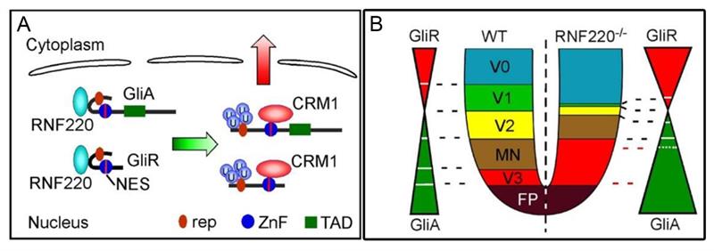 昆明动物所等揭示神经系统图式形成中Shh信号调控的新机制----中国科学院昆明分院